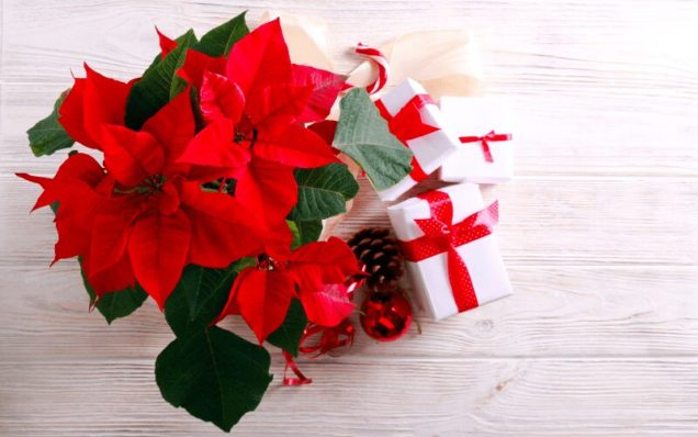 Why We Use These Popular Christmas Decor Items - Sass Magazine